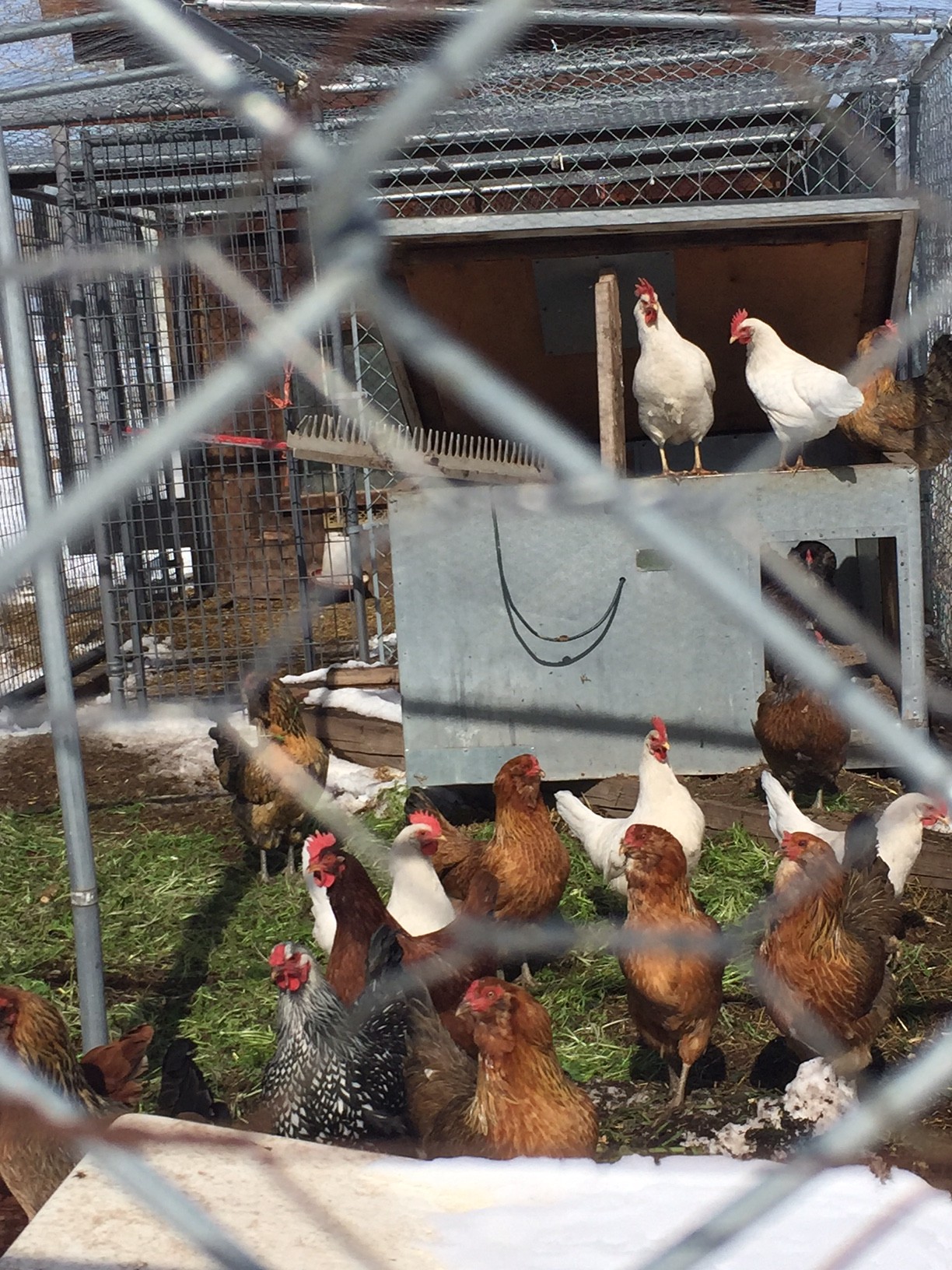 Supporting Local at Copper Moose Farm · Dishing Park City